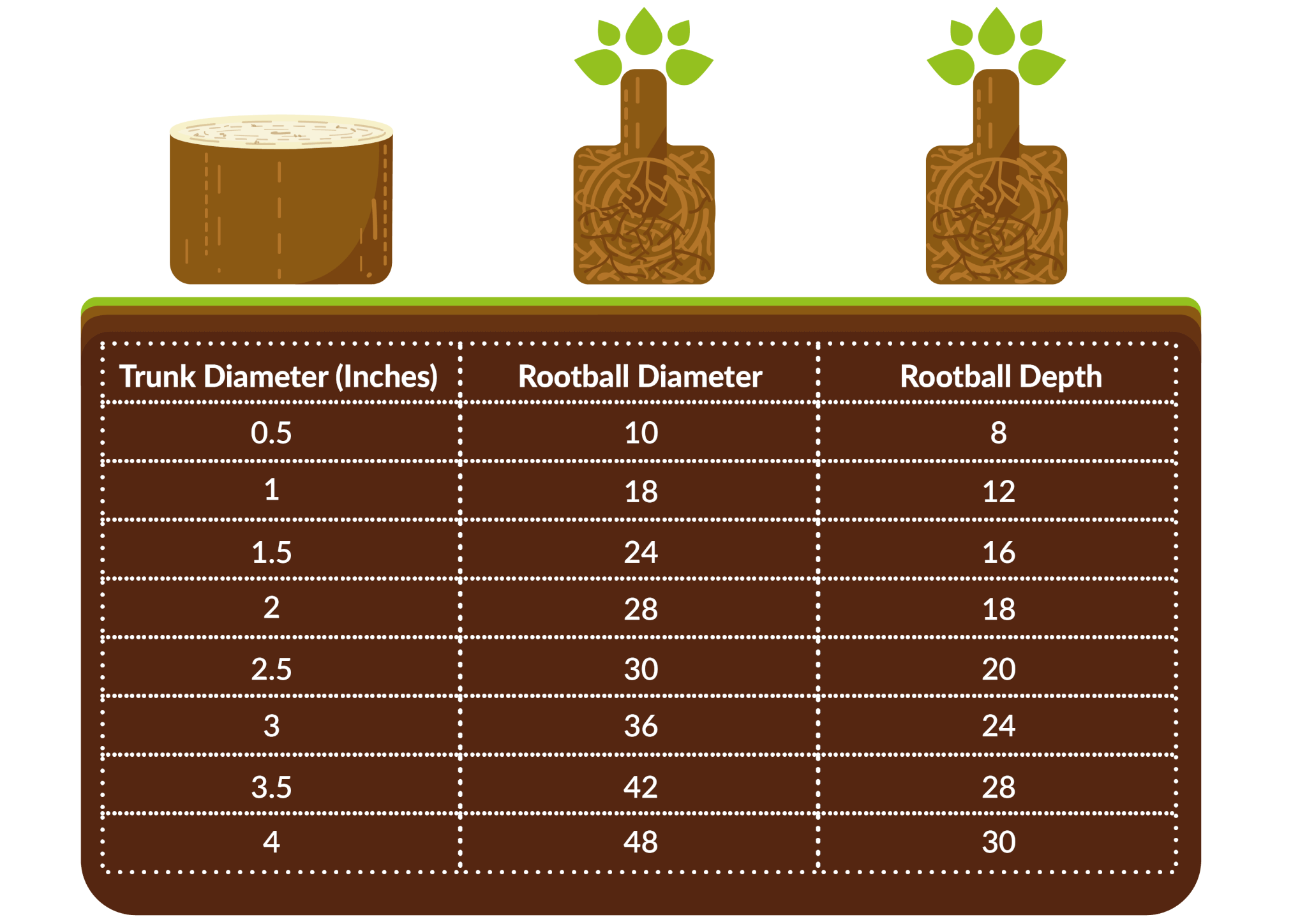 Everything You Need To Know About Moving Trees - the Primrose blog
