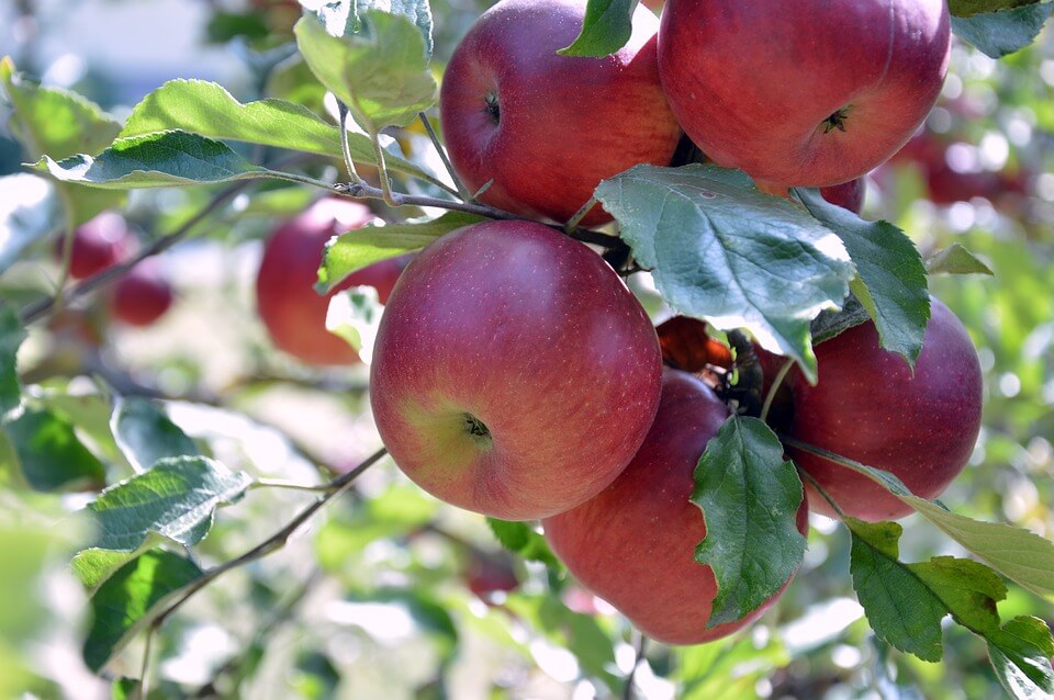 How to Choose The Perfect Apple Tree - Primrose blog