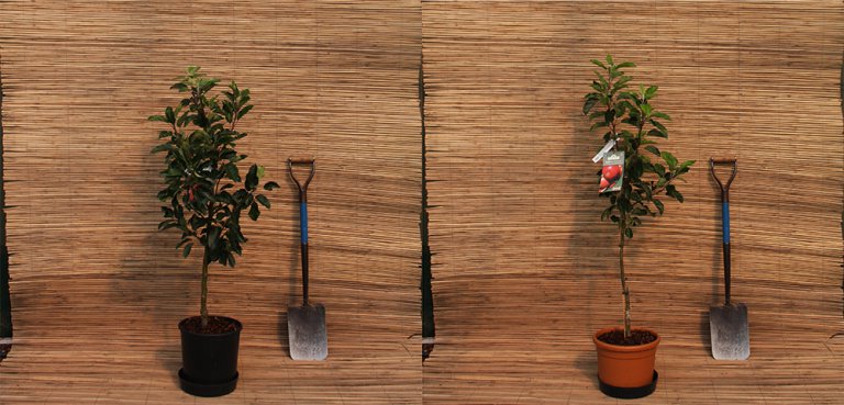 How to Choose The Perfect Apple Tree Rootstock - Gardening Tips, Advice ...