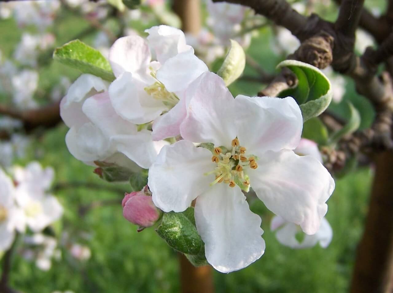 Apple Tree Pollination - How to Choose The Perfect Pollinator