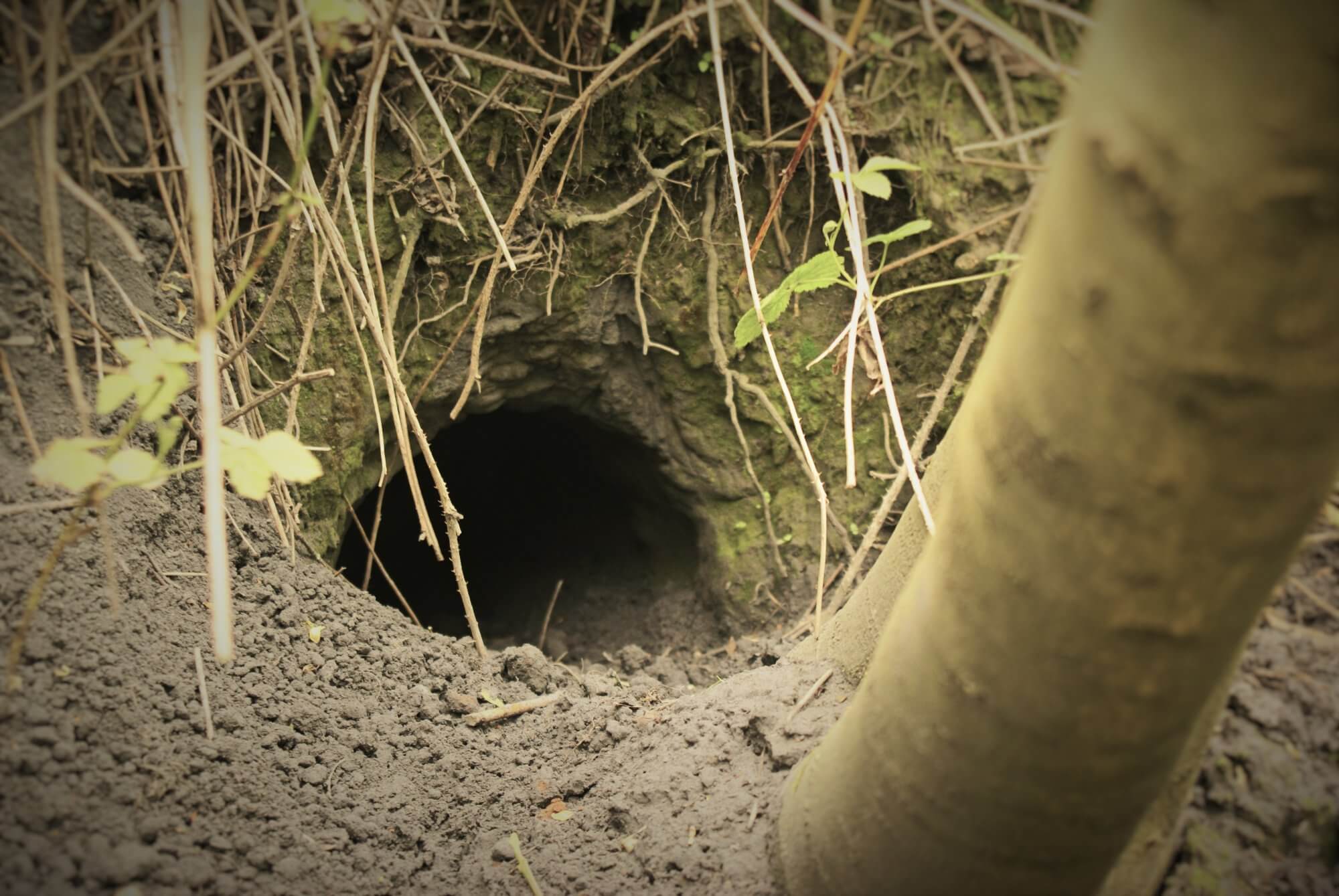 Badgers in the Garden - The Primrose Garden Club | Expert Tips, Advice ...