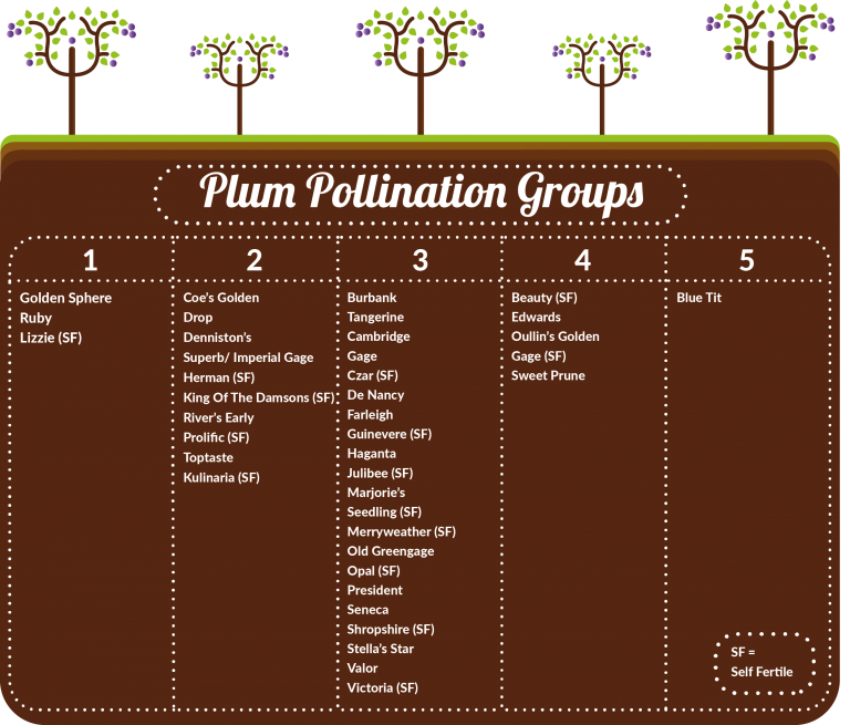 Plum Pollination Guide - Primrose Garden Club | Expert Tips, Advice ...