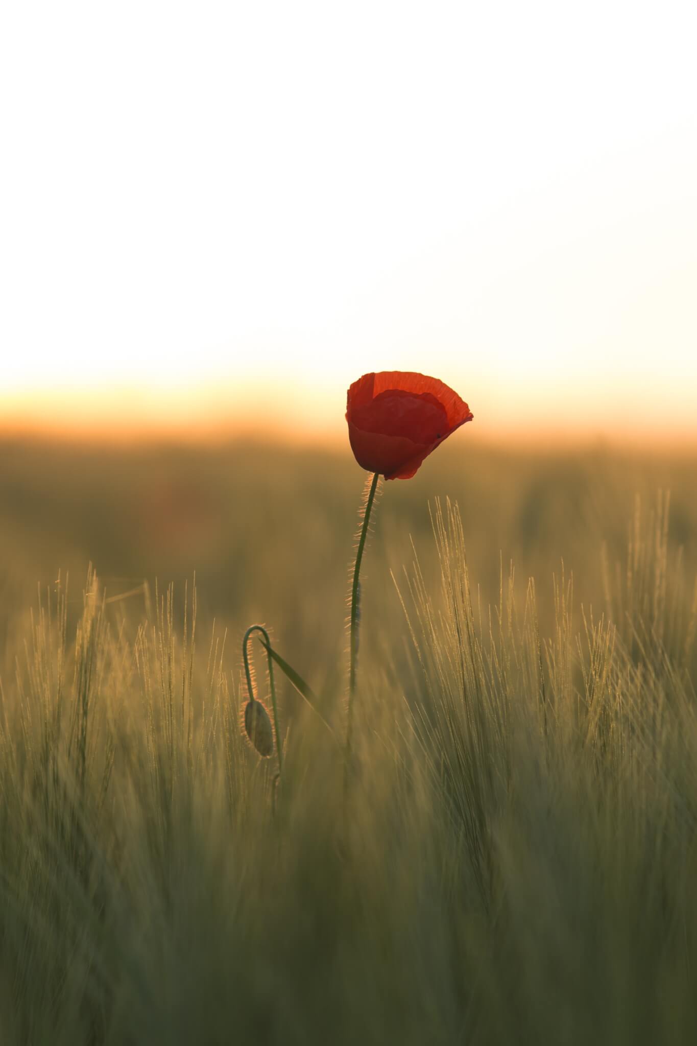 Why the Poppy is Our Symbol of Remembrance - Primrose Garden Club ...