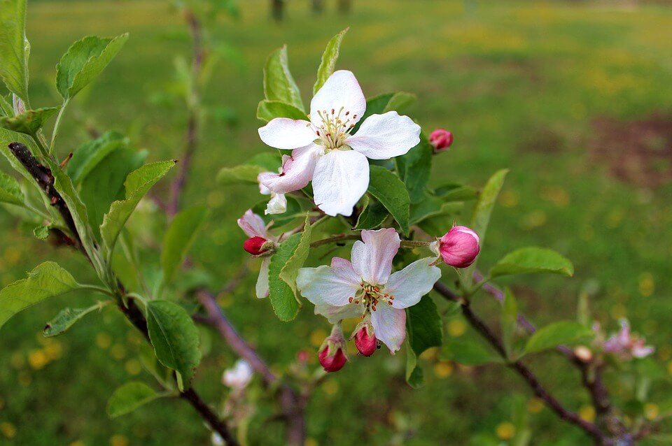 Plum Pollination Guide - Primrose Garden Club | Expert Tips, Advice ...