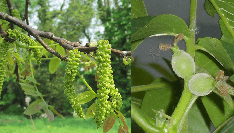 What Is Pollination and Is It Important? - Primrose Garden Club ...