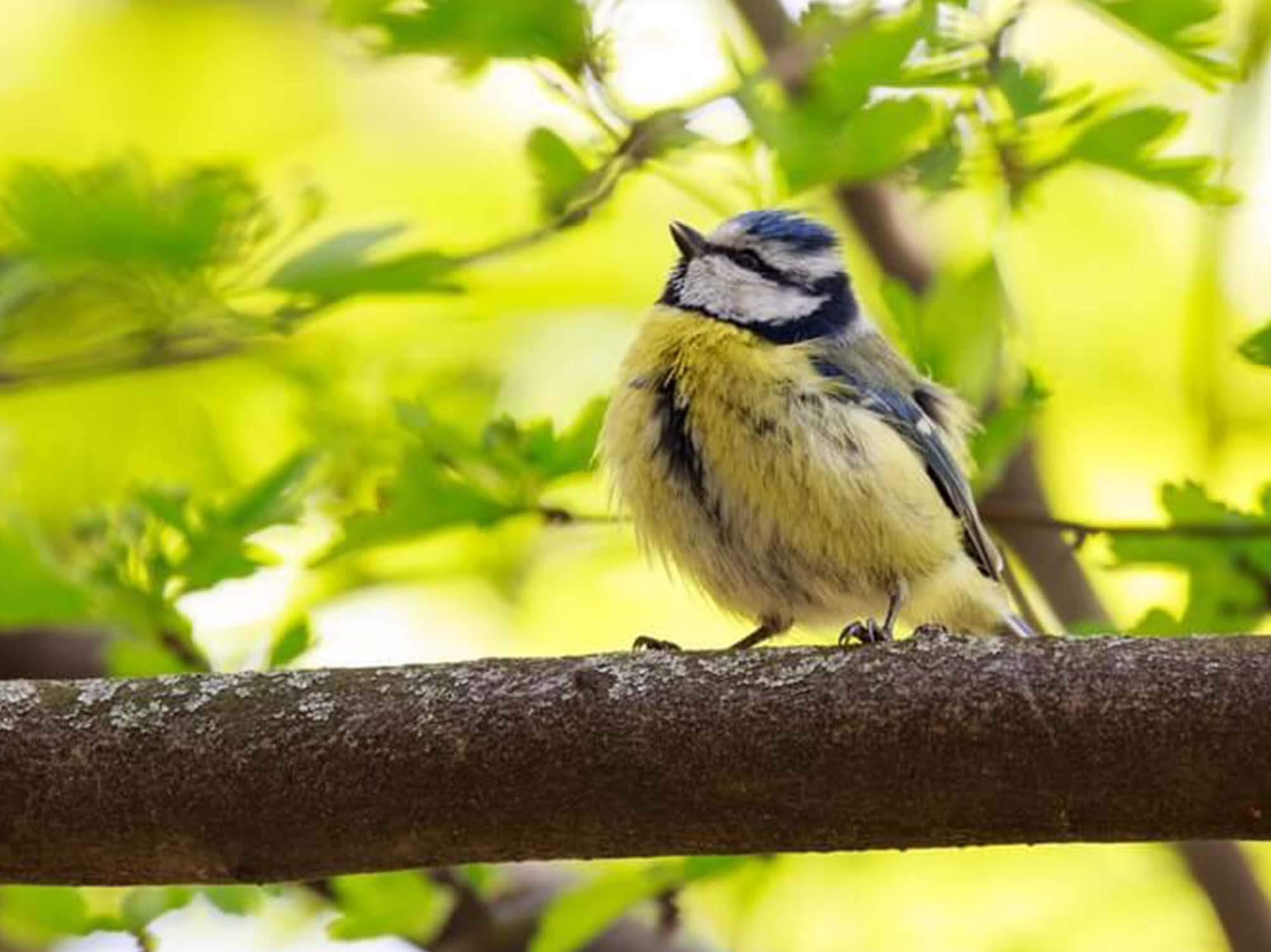 All About Garden Birds The European Blue Tit Primrose Blog