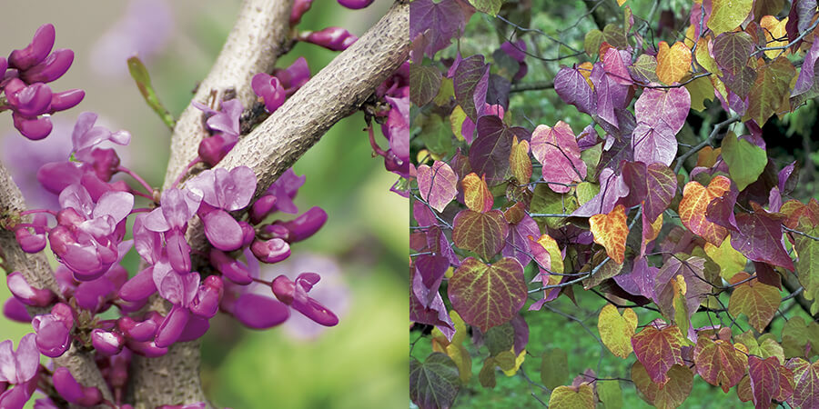 10 Stunning Trees For Small Gardens - the Primrose blog