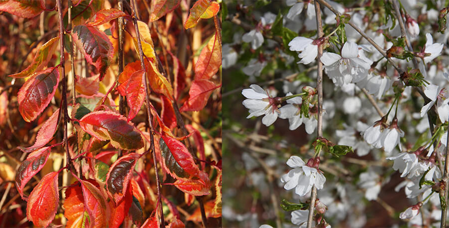 10 Stunning Trees For Small Gardens - the Primrose blog