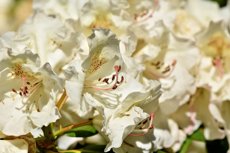 Why Is My Rhododendron/Azalea Not Flowering? - Primrose Garden Club ...