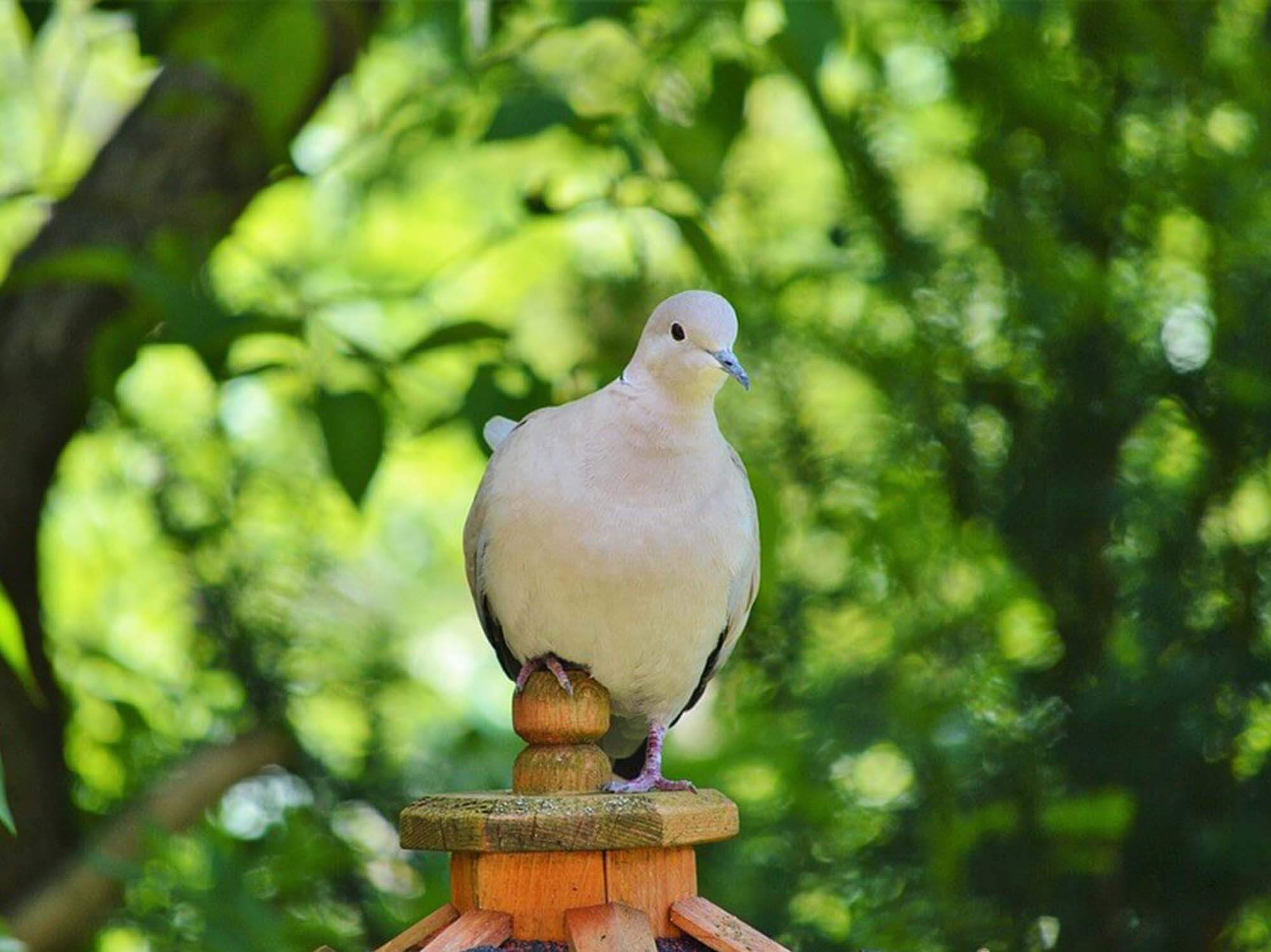 All About Garden Birds: Collared Doves - The Primrose Garden Club ...