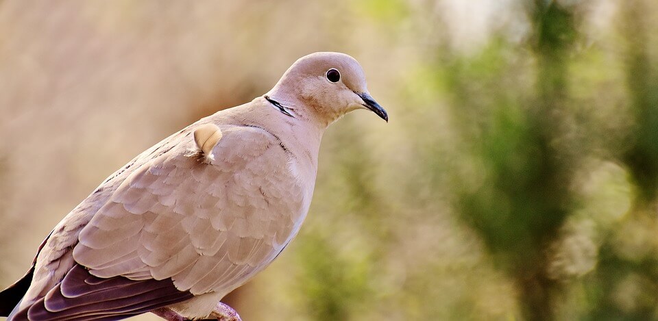 All About Garden Birds: Collared Doves - The Primrose Garden Club ...