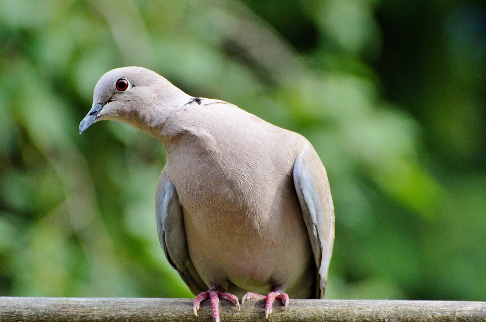 All About Garden Birds: Collared Doves - The Primrose Garden Club ...