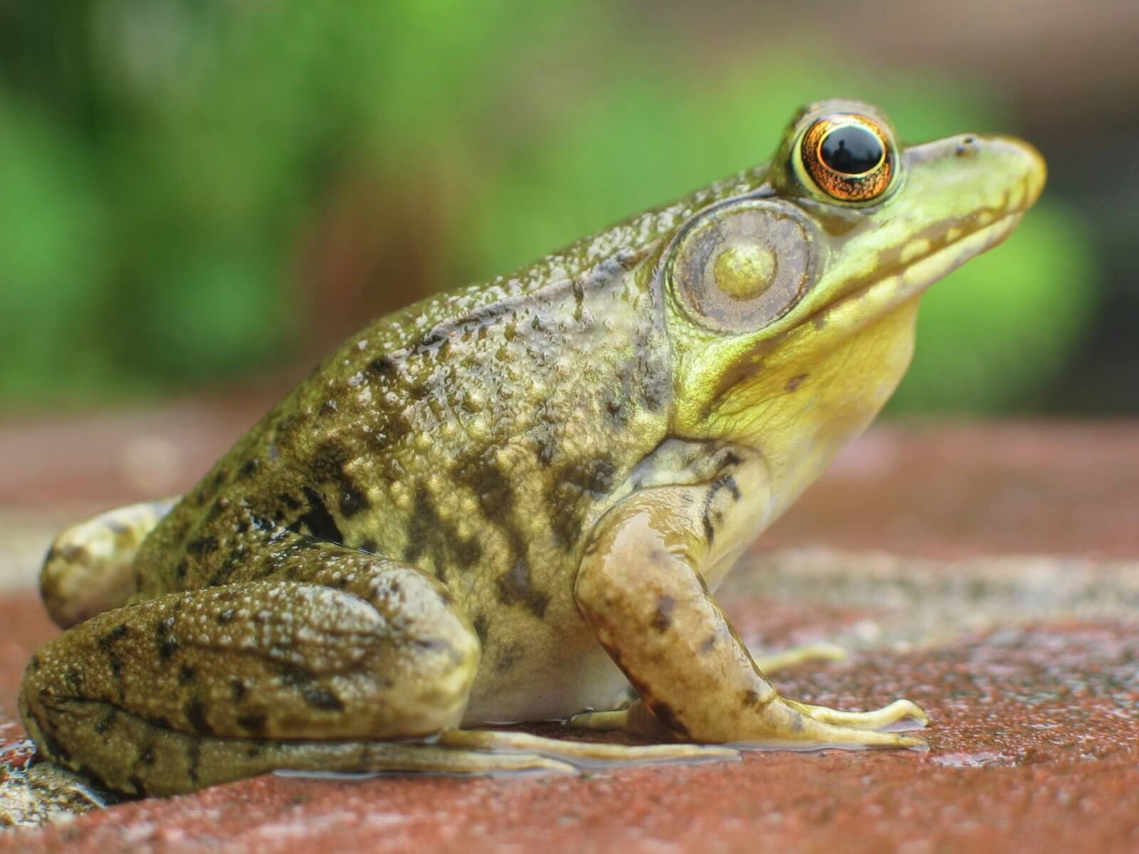 Pond Wildlife | Spotting Wildlife in Your Garden Pond - Primrose Blog