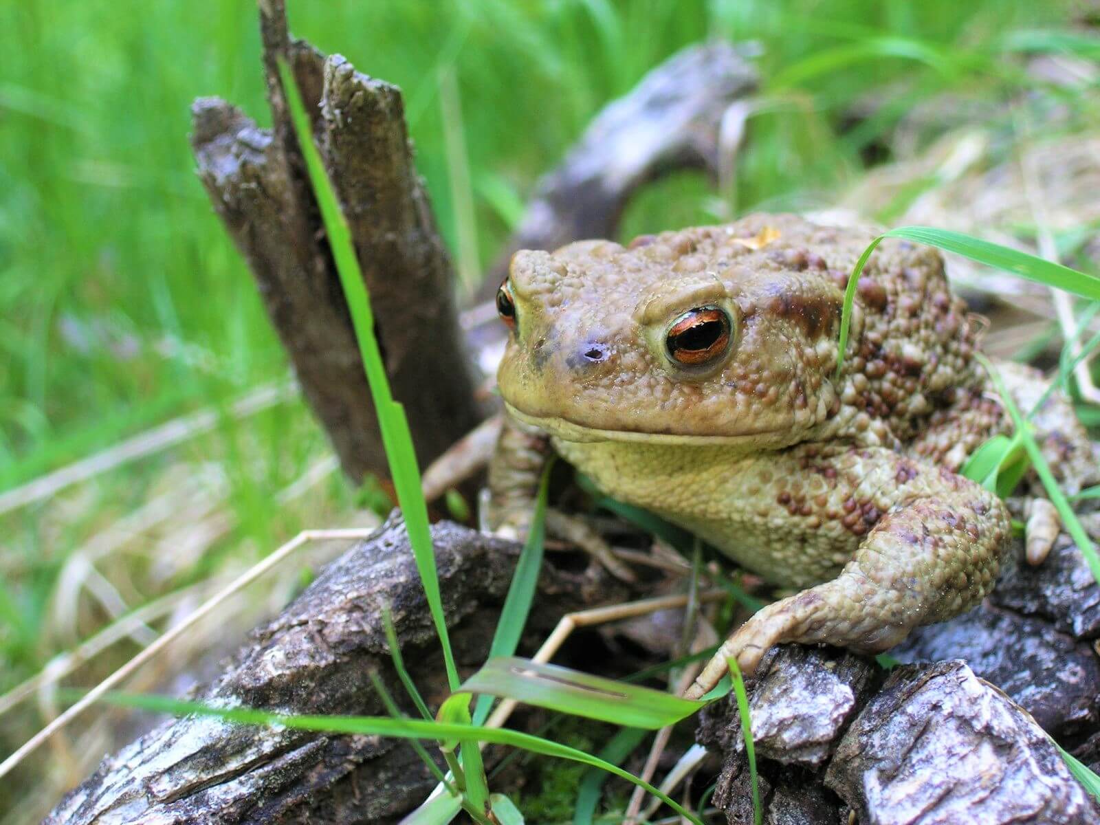 Pond Wildlife | Spotting Wildlife in Your Garden Pond - Primrose Blog