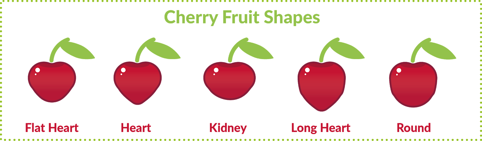 Choosing The Perfect Cherry Fruit Tree - Primrose Garden Club | Expert ...