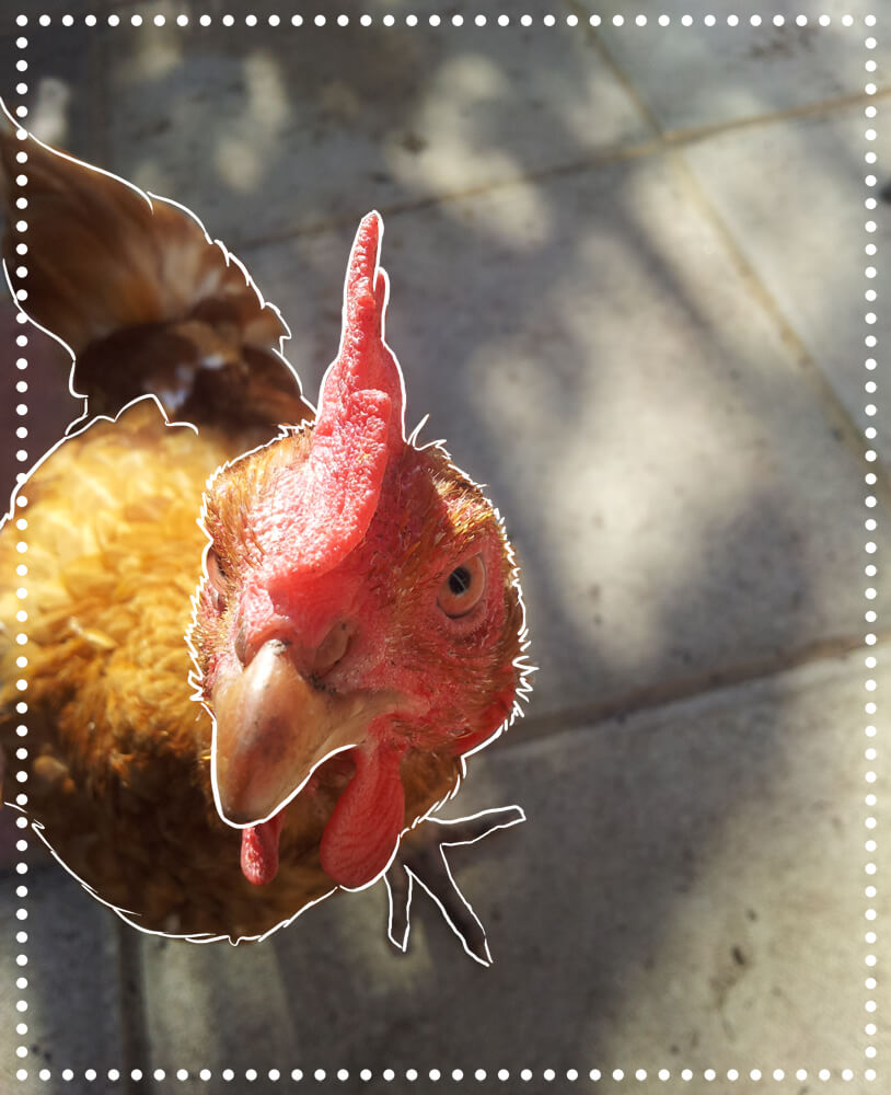 Keeping Chickens In Your Garden - Primrose Garden Club | Expert Tips ...