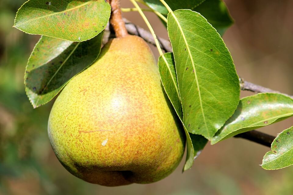 Pear / Quince Rootstock Guide - the Primrose blog