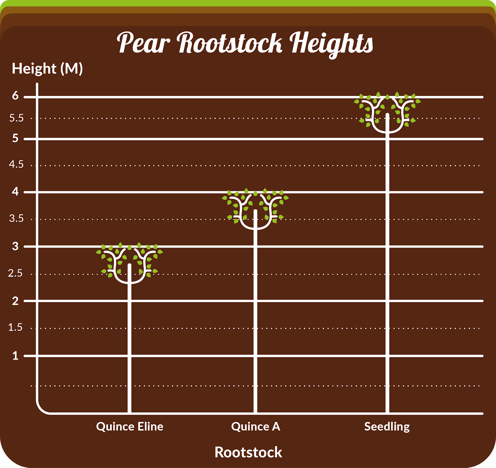 Pear / Quince Rootstock Guide - the Primrose blog
