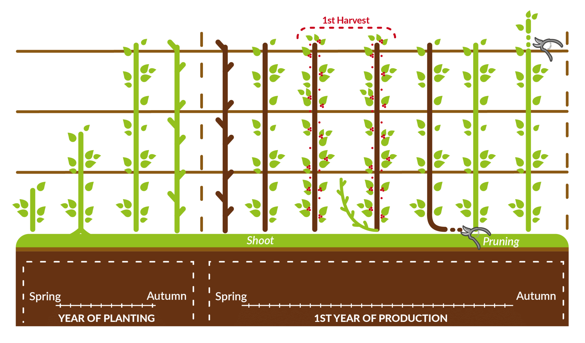 Pruning Raspberries, Blackberries & Other Hybrid Berries