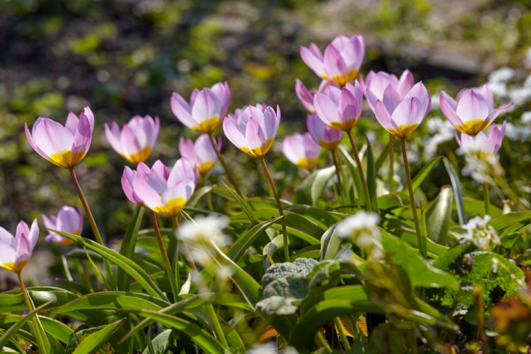 How To Plant Bulbs - the Primrose blog