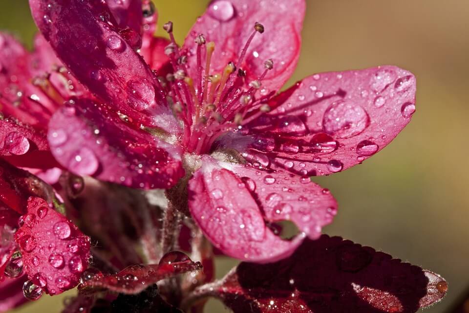 In Focus: Crabapple Trees - the Primrose blog