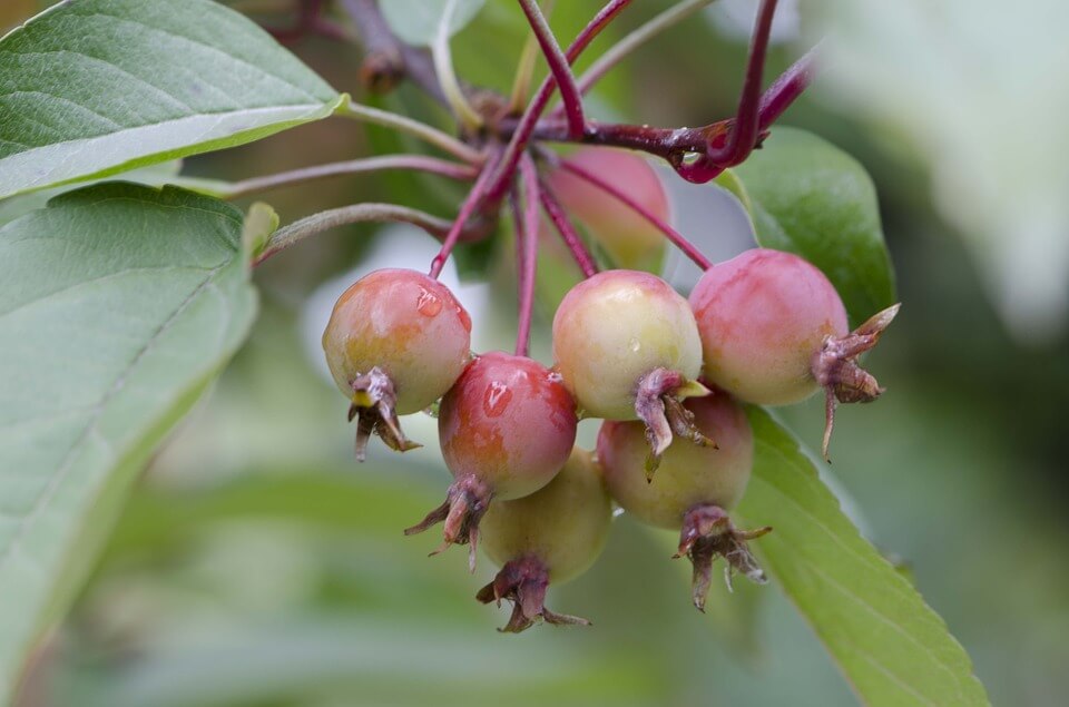 In Focus: Crabapple Trees - the Primrose blog