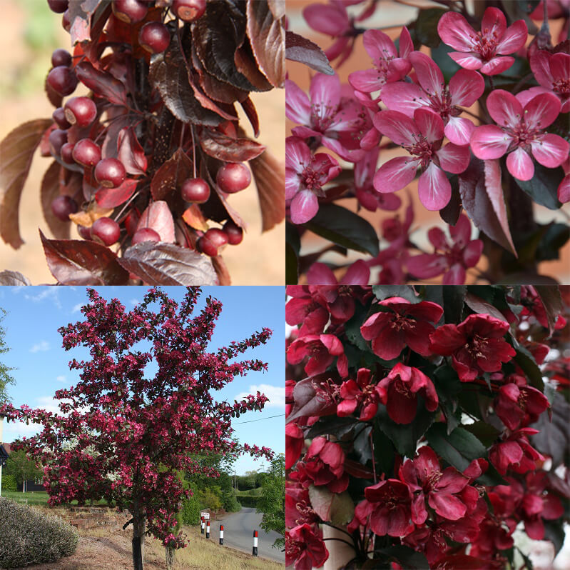 In Focus: Crabapple Trees - the Primrose blog