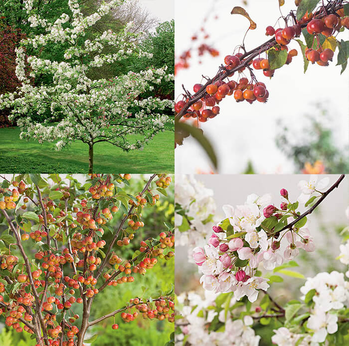 In Focus: Crabapple Trees - the Primrose blog