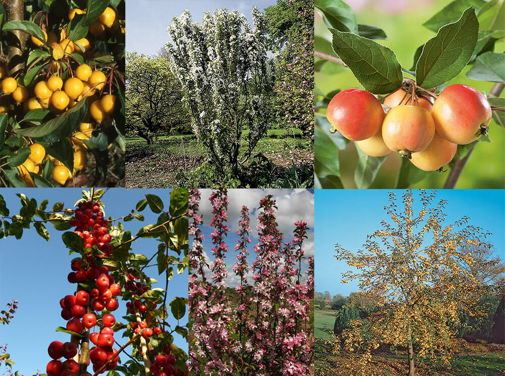 In Focus: Crabapple Trees - the Primrose blog