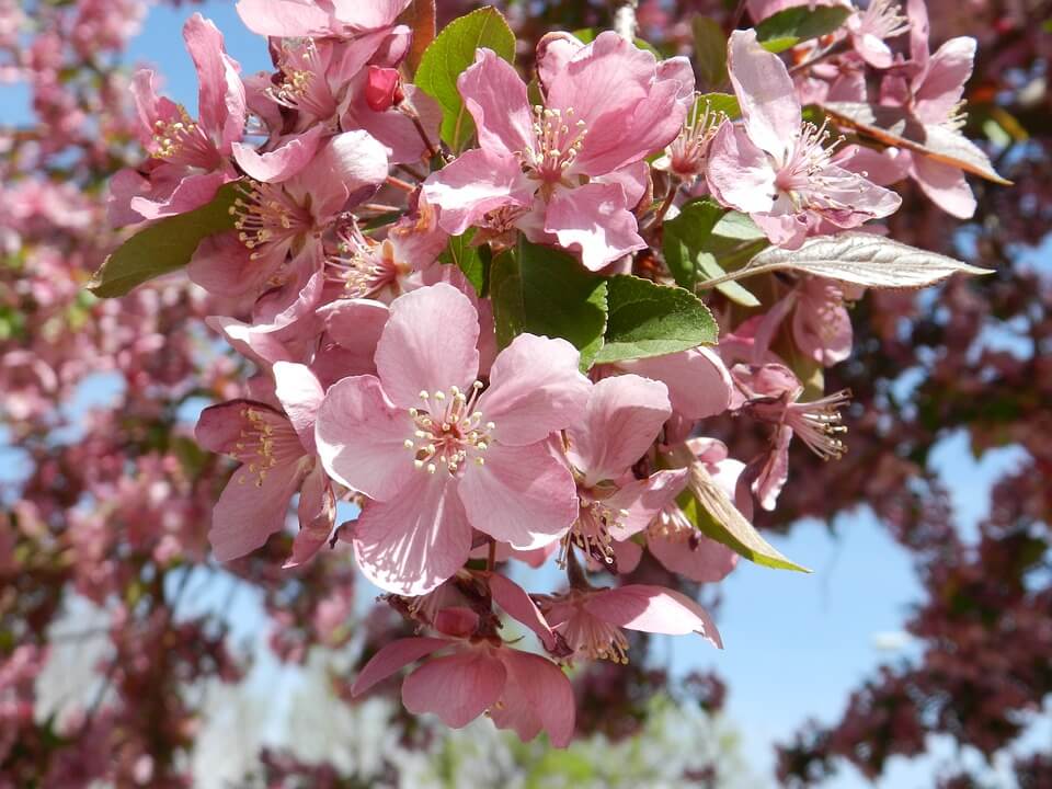In Focus: Crabapple Trees - the Primrose blog