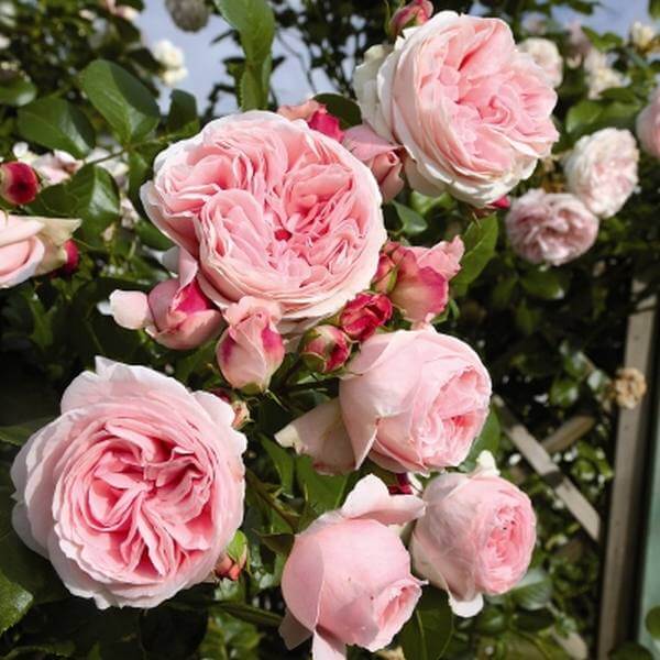 The Best Climbing Plants to Grow in Pots - Gardening Tips, Advice and ...