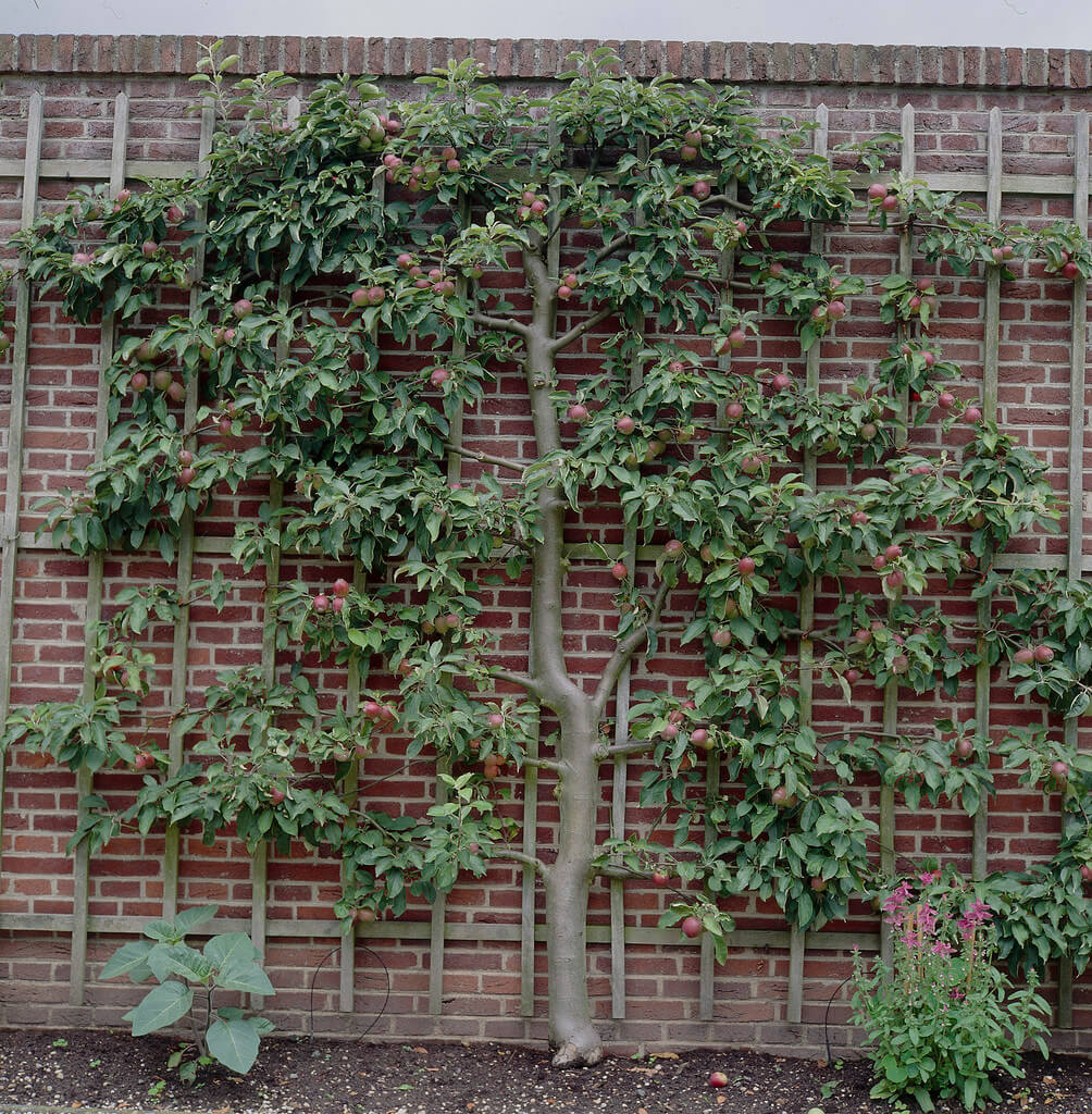 Pruning Apple & Other Fruit Trees - Gardening Tips, Advice and Inspiration