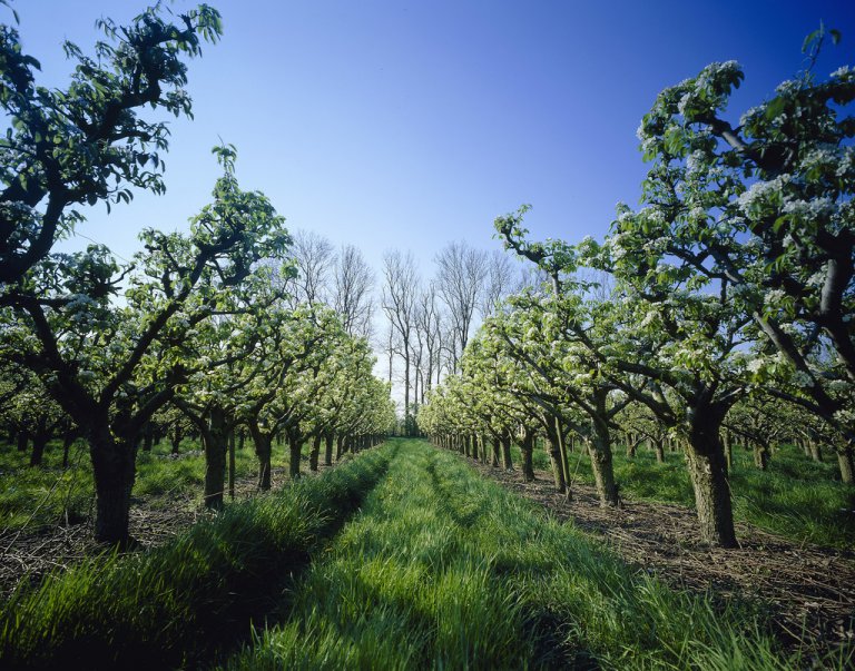 Pruning Apple & Other Fruit Trees - Gardening Tips, Advice and Inspiration
