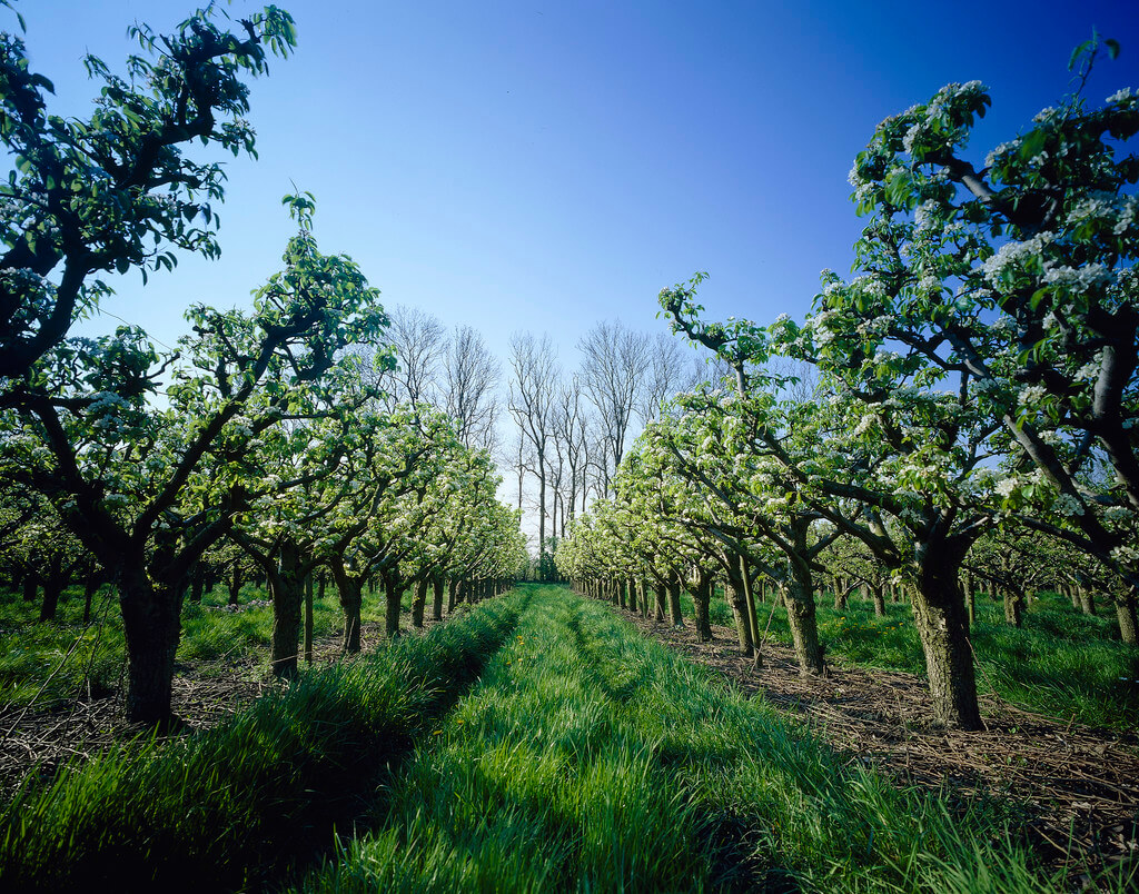 Pruning Apple & Other Fruit Trees - Gardening Tips, Advice and Inspiration