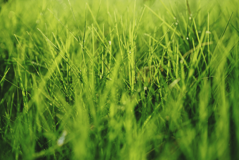 How To Create The Perfect Lawn | Primrose Garden Club | Expert Tips ...
