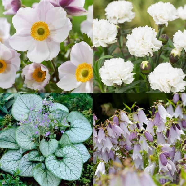 The Best Perennials for Shade - Primrose Garden Club | Expert Tips ...