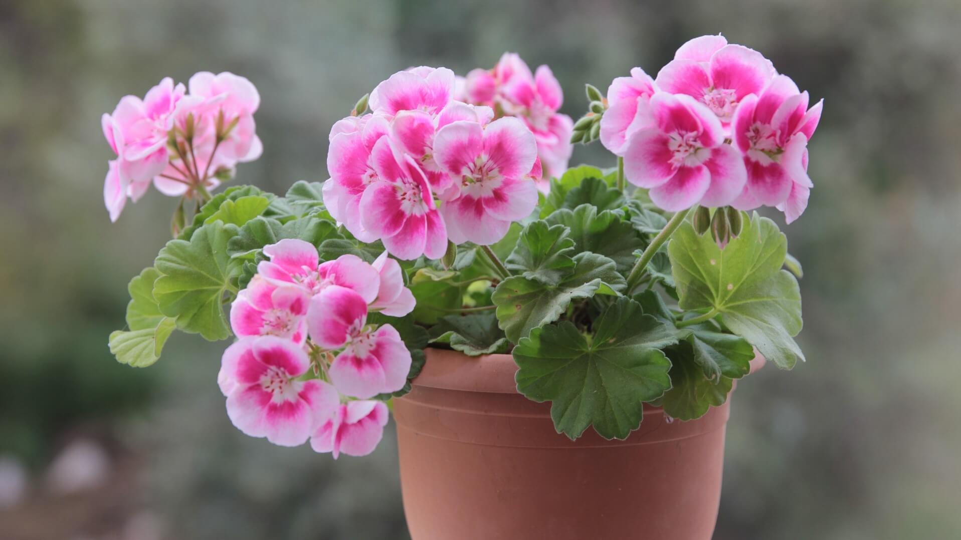 An Essential Guide to Geranium Care - Gardening Tips, Advice and ...
