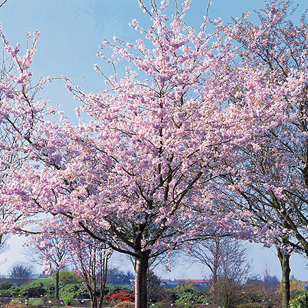 What To Plant In Autumn - Primrose Garden Club | Expert Tips, Advice ...