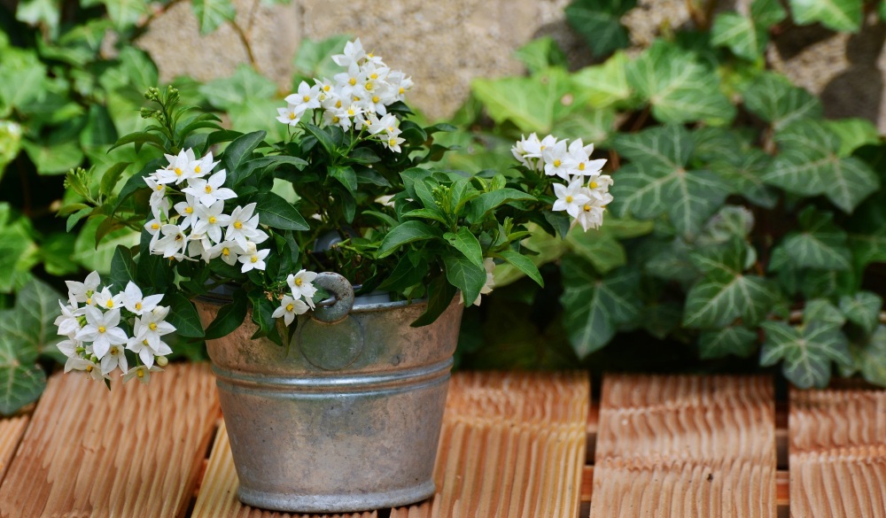 A Guide To Jasmine Plant Care The Primrose Garden Club Expert Tips