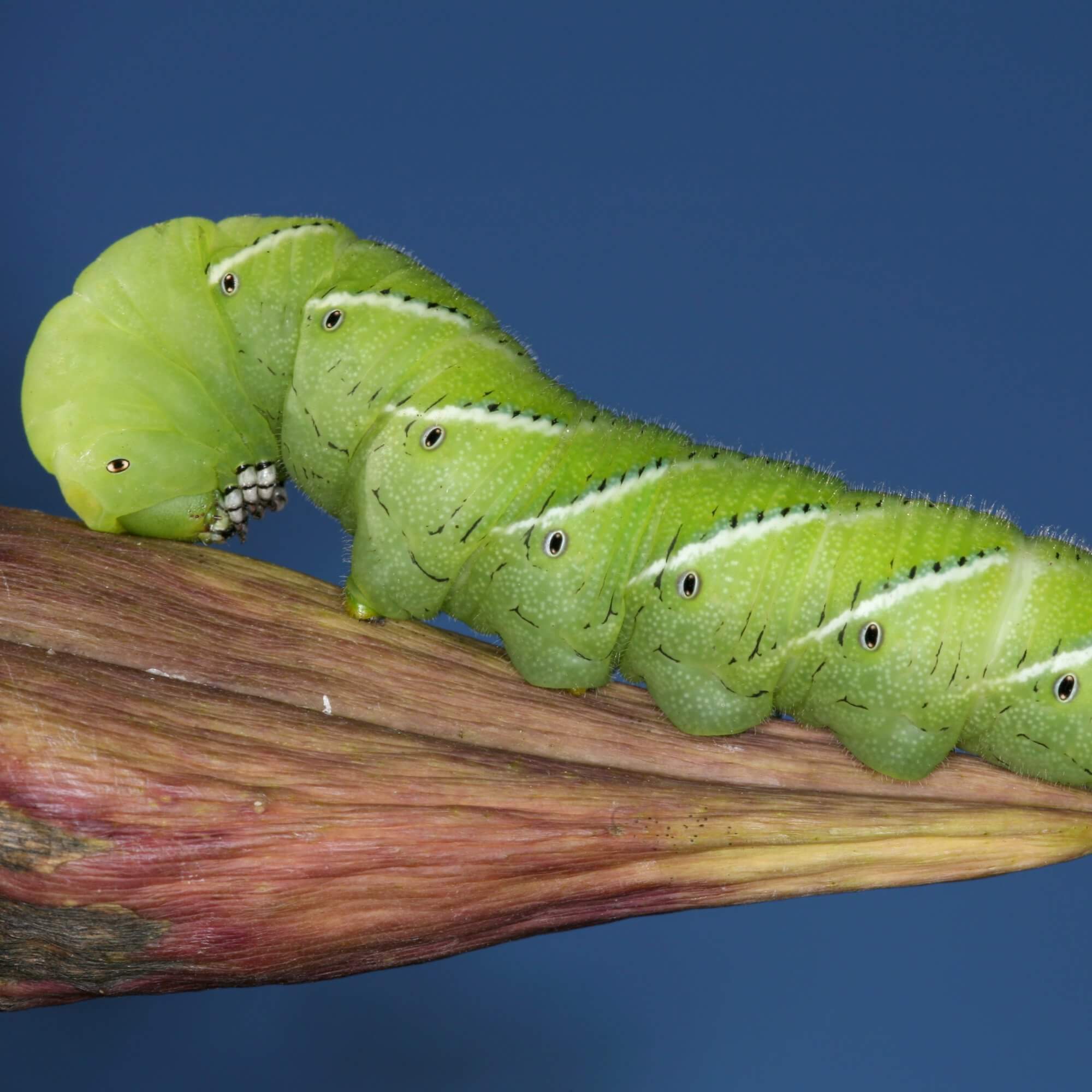 The Beginners Guide to Growing Vegetables - The Primrose Garden Club ...