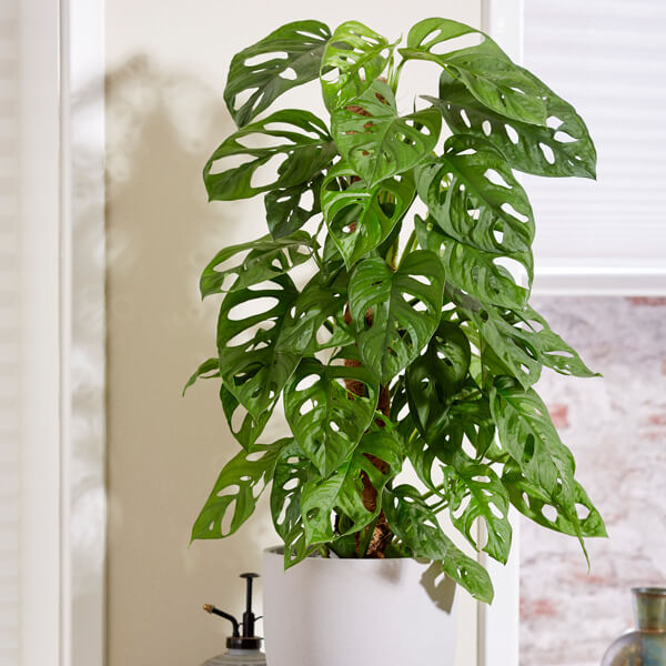 The Power Of Houseplants - Gardening Tips, Advice and Inspiration