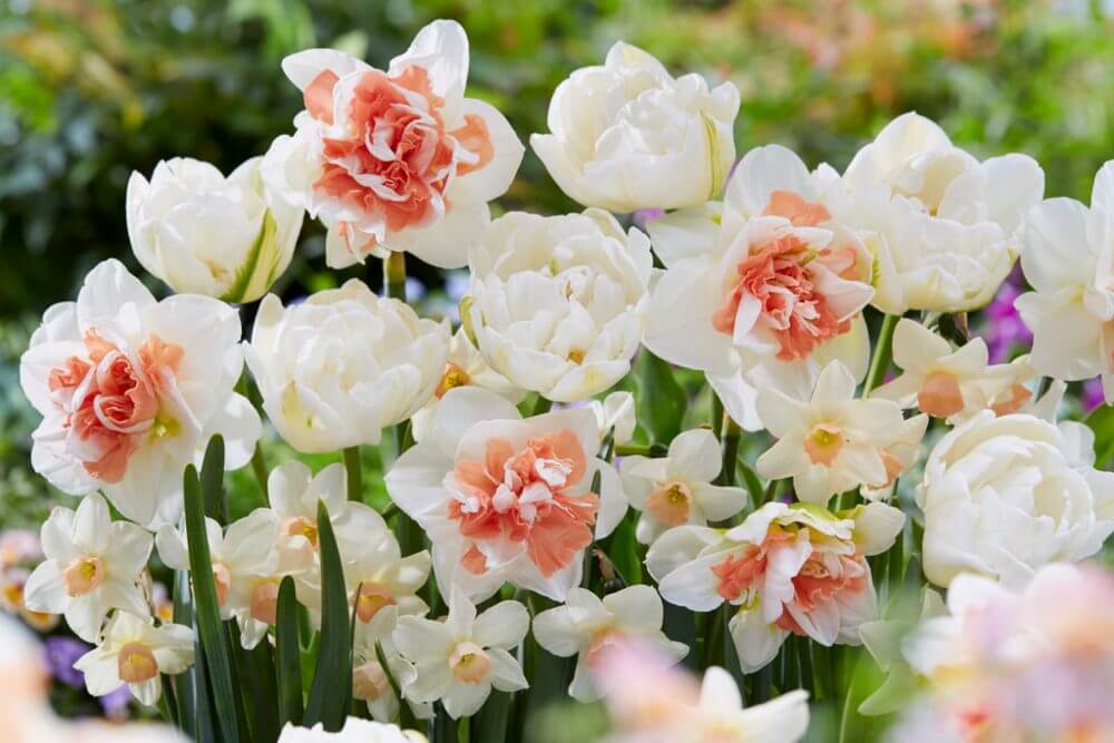 Choosing the Right Flower Bulbs for your Garden - Primrose Garden Club ...