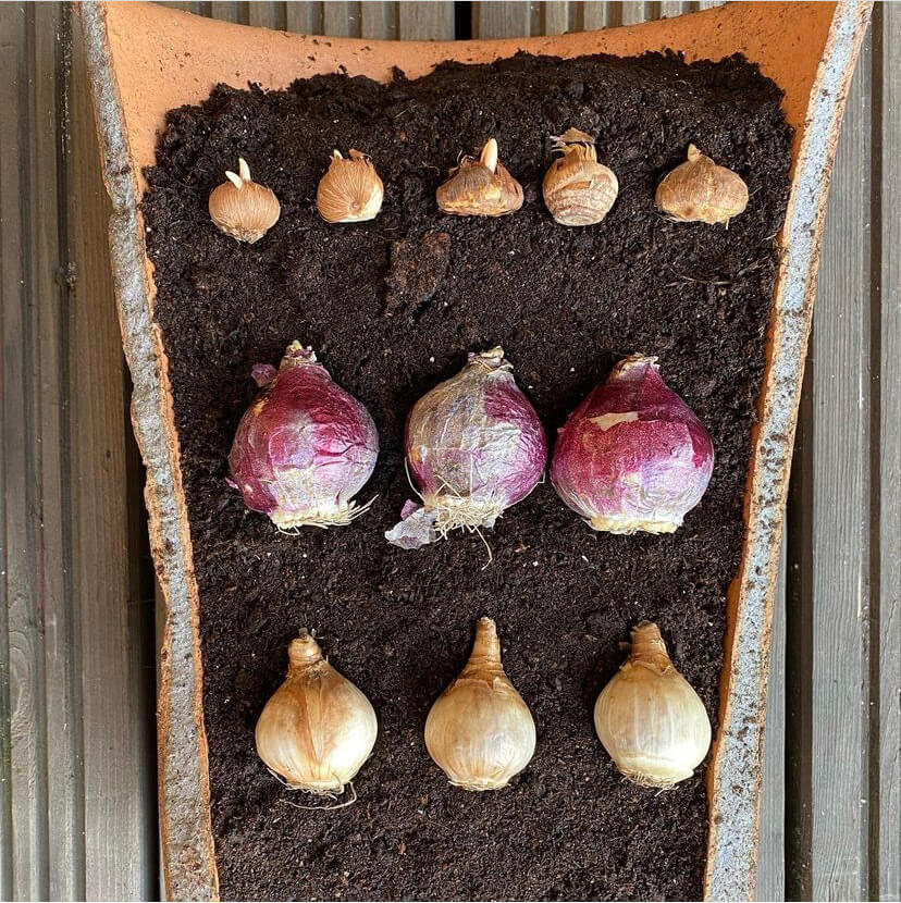 How to Make a Bulb Lasagne - Primrose Garden Club | Expert Tips, Advice ...