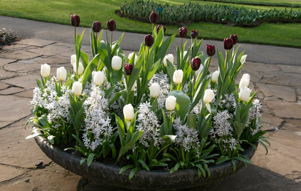 How to Make a Bulb Lasagne - Primrose Garden Club | Expert Tips, Advice ...