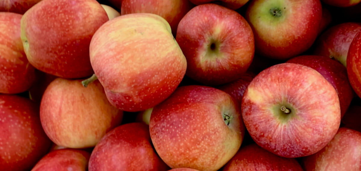 A Guide to Harvesting Apples - Primrose Garden Club | Expert Tips ...
