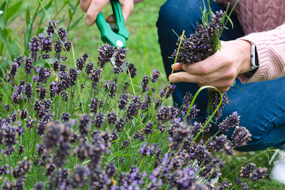 Pruning and Cutting Lavender - Everything You Need to Know