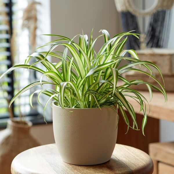 12 Cat friendly and Safe House Plants - Primrose Garden Club | Expert ...