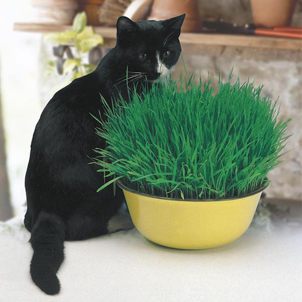 12 Cat friendly and Safe House Plants - Primrose Garden Club | Expert ...