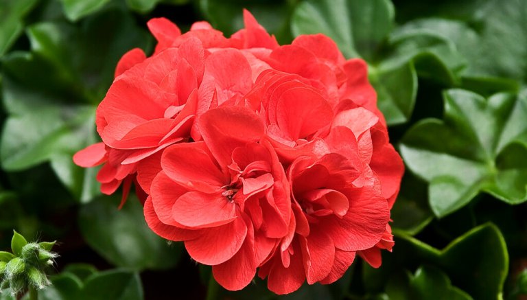 When to Plant Geraniums | Primrose UK
