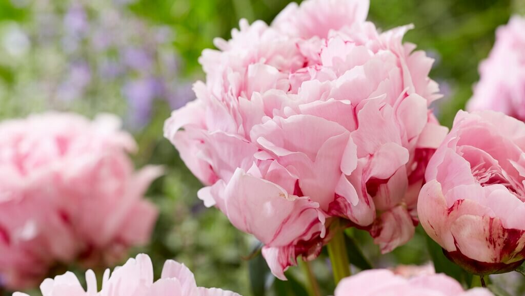 How to Care for Peonies - Primrose Garden Club | Expert Tips, Advice ...